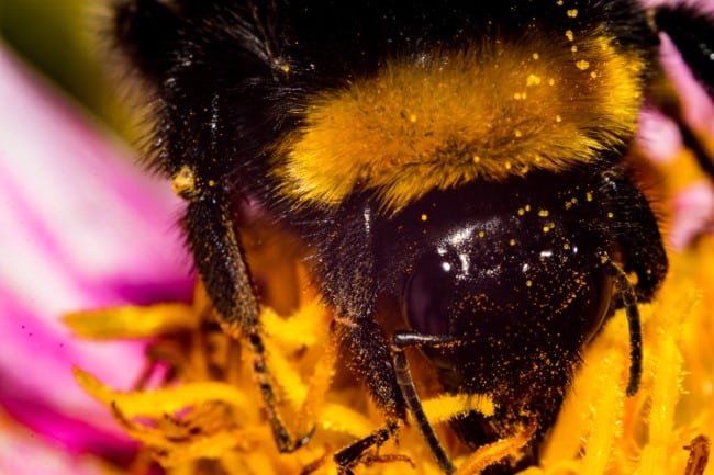 How to Help Bumblebees Infested With Mites – School Of Bees